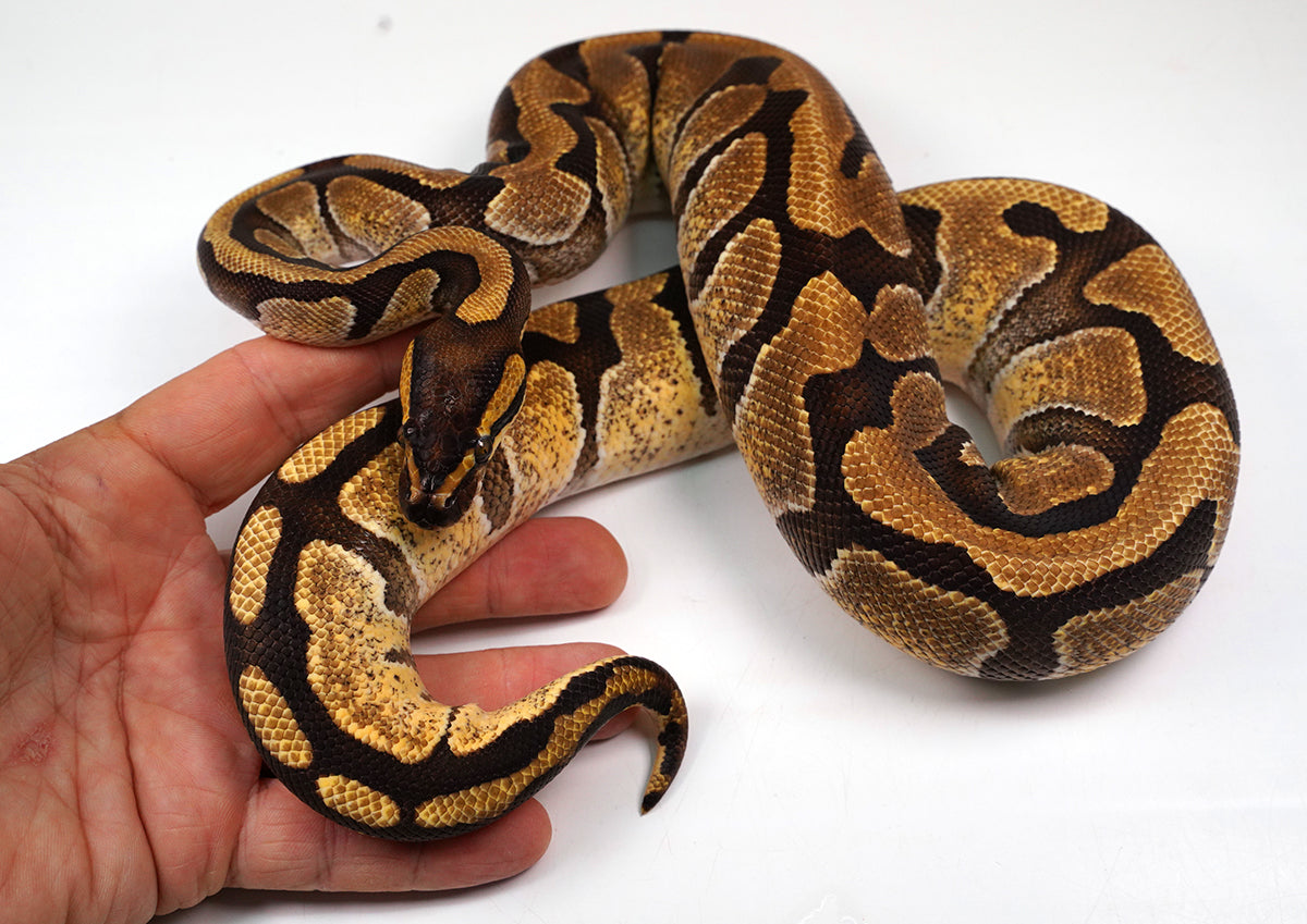 2022 Female Enchi Het Ghost Possible Het Piebald Ball Python – New ...
