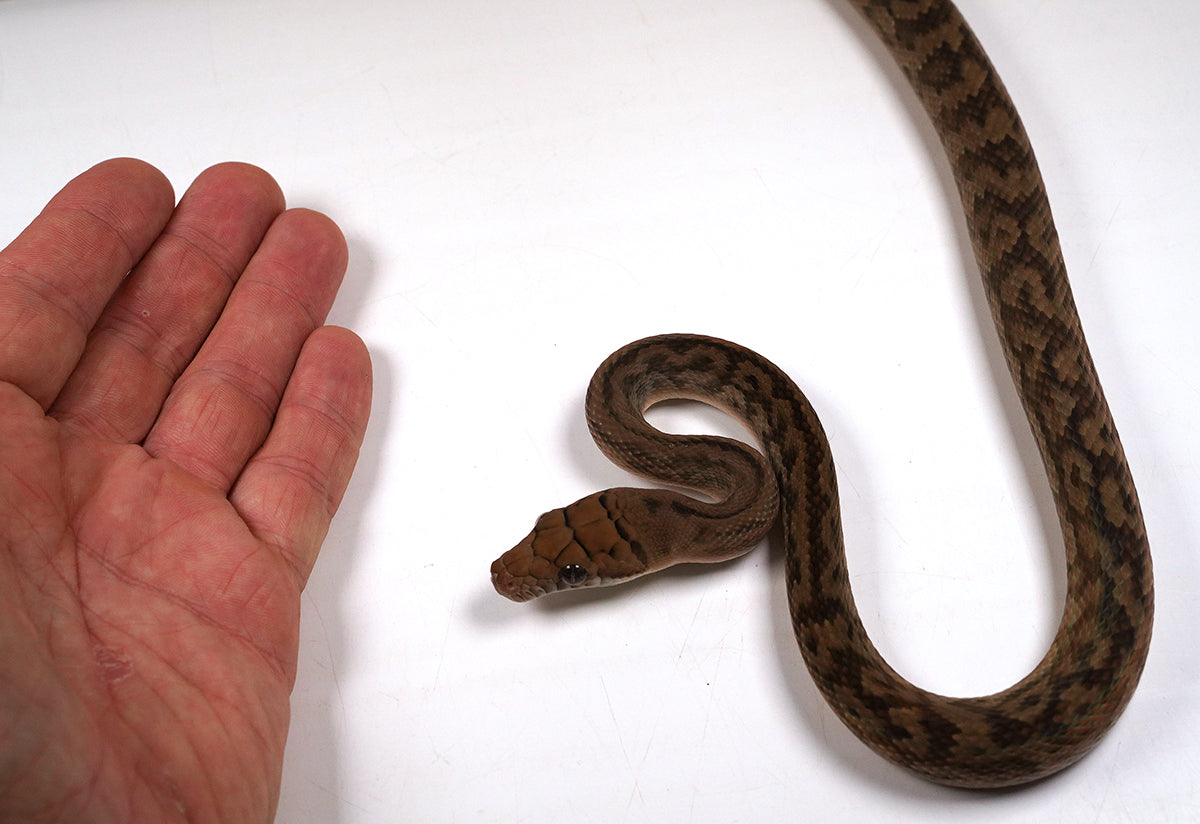 2023 Female Southern Scrub (Merauke) Python - Also Very Friendly ...