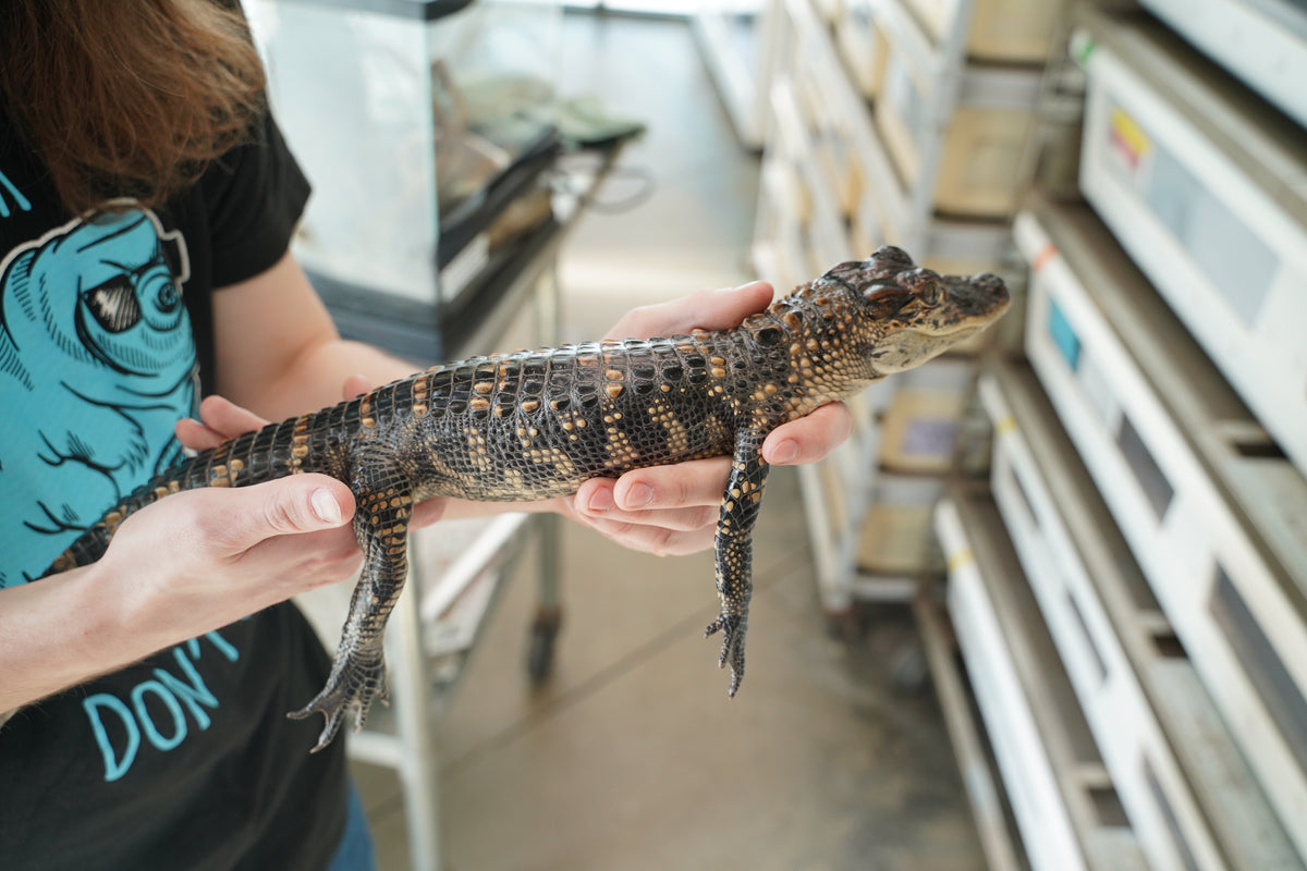 American Alligator – New England Reptile - NERD