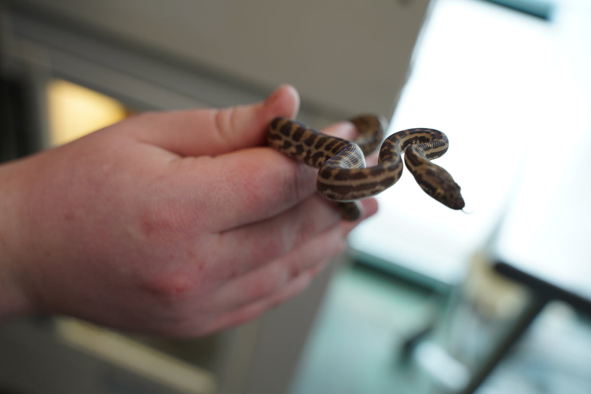 Western Stimson Python – New England Reptile - NERD