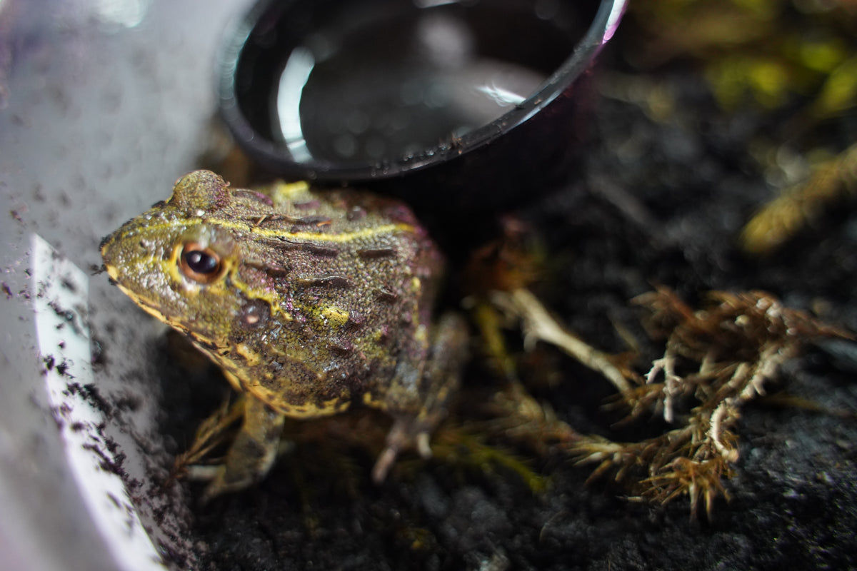 Giant Pixie Frog – New England Reptile - NERD