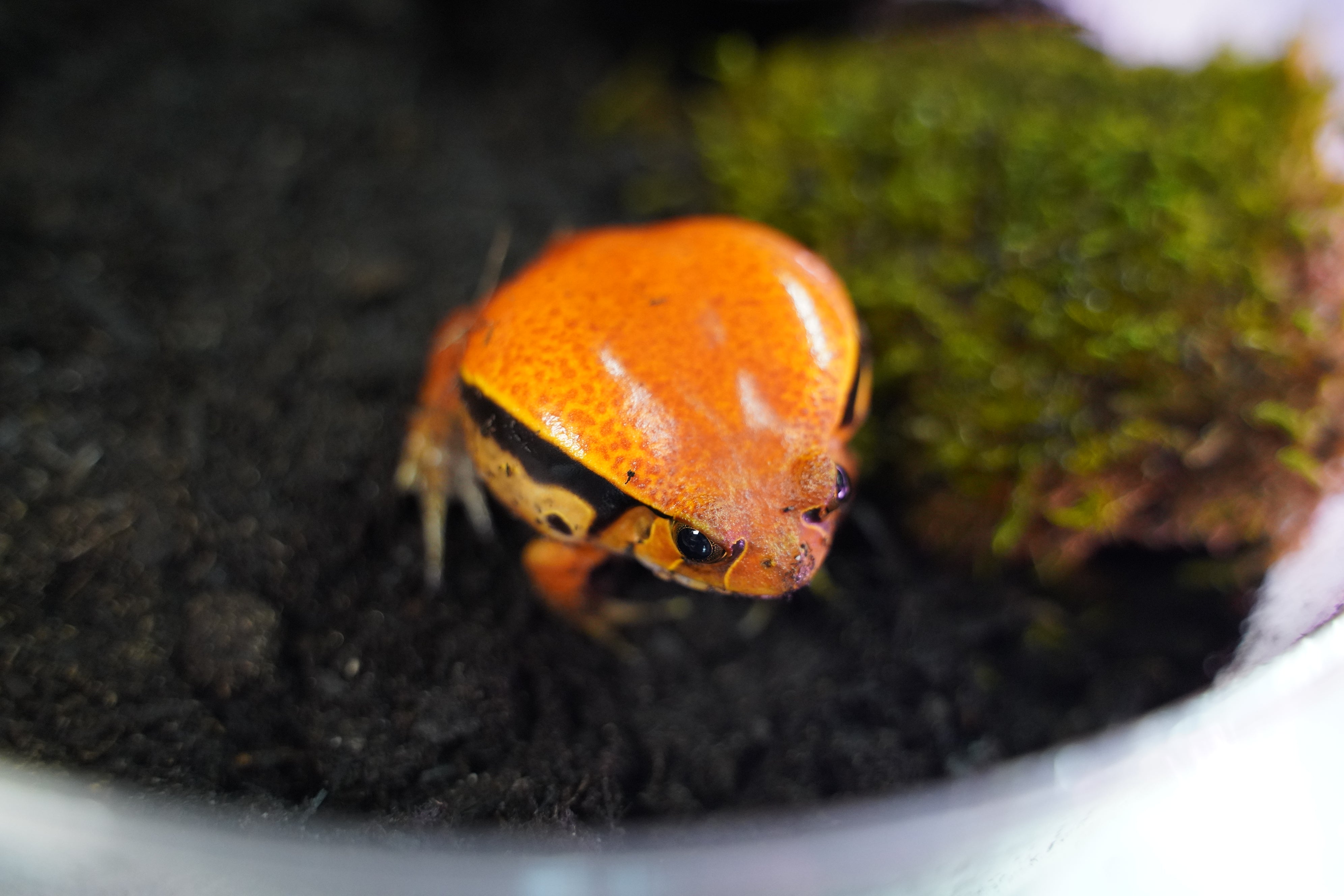 Tomato Frog – New England Reptile - NERD