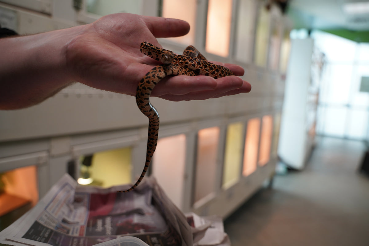 Female Kingsville Bull Snake – New England Reptile - NERD