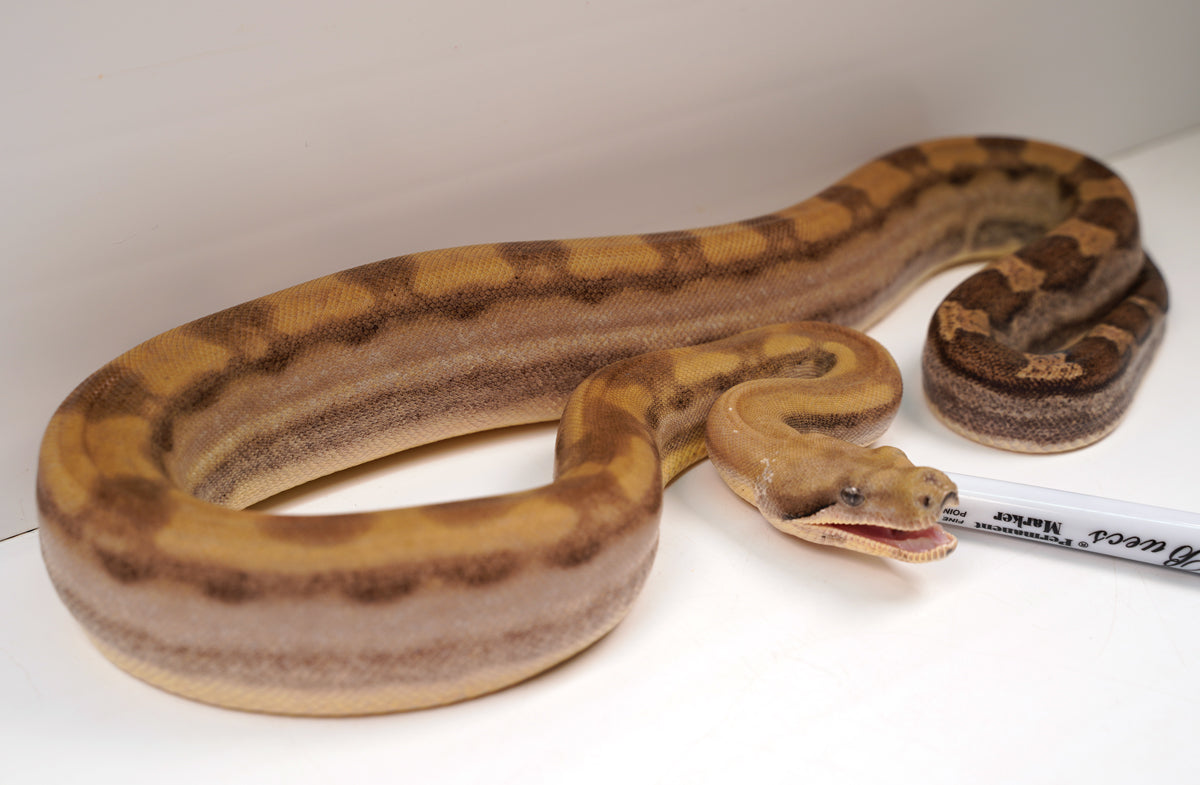 SALE! 21' (Updated) Female Anery ODD Motley Fire Poss. Het Khal Albino ...