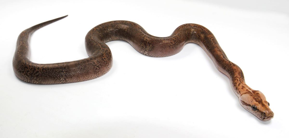 Granite het Albino possible het Pied Burmese Python – New England ...