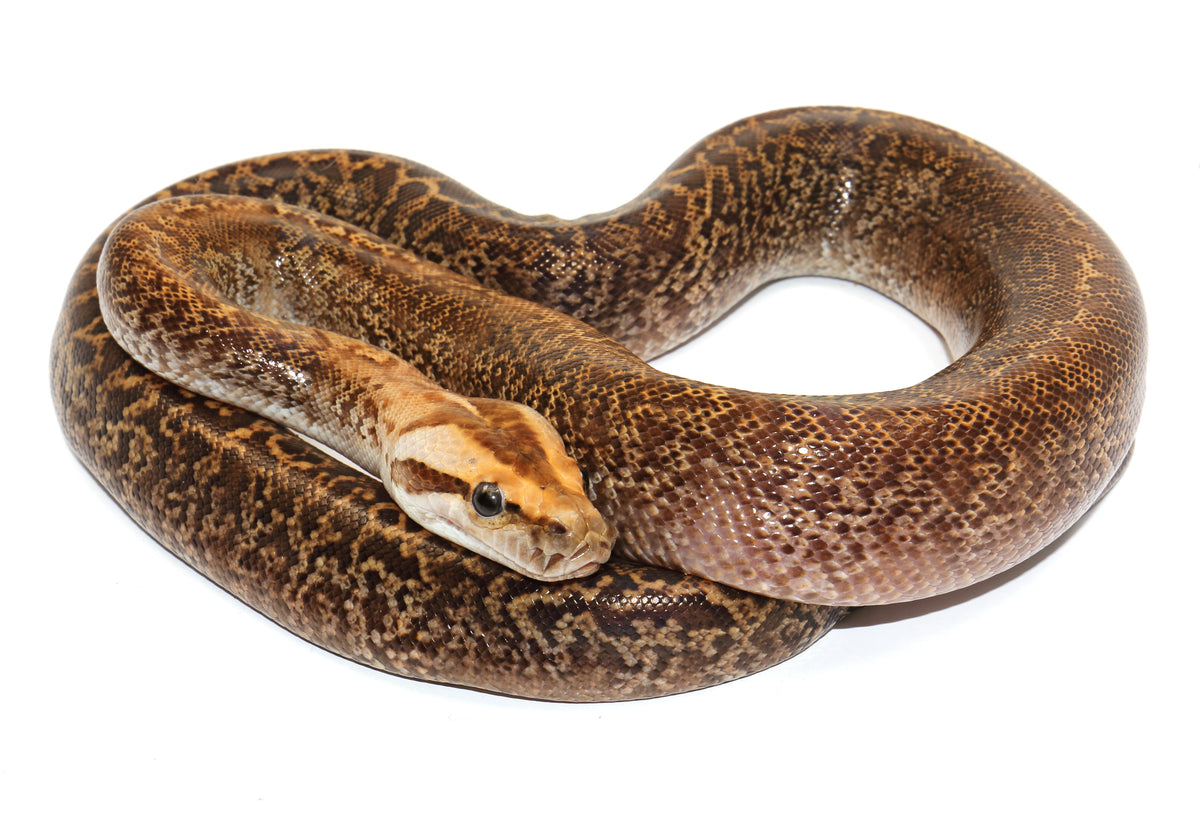 Granite Het Albino Poss Het Pied Burmese Python – New England Reptile ...