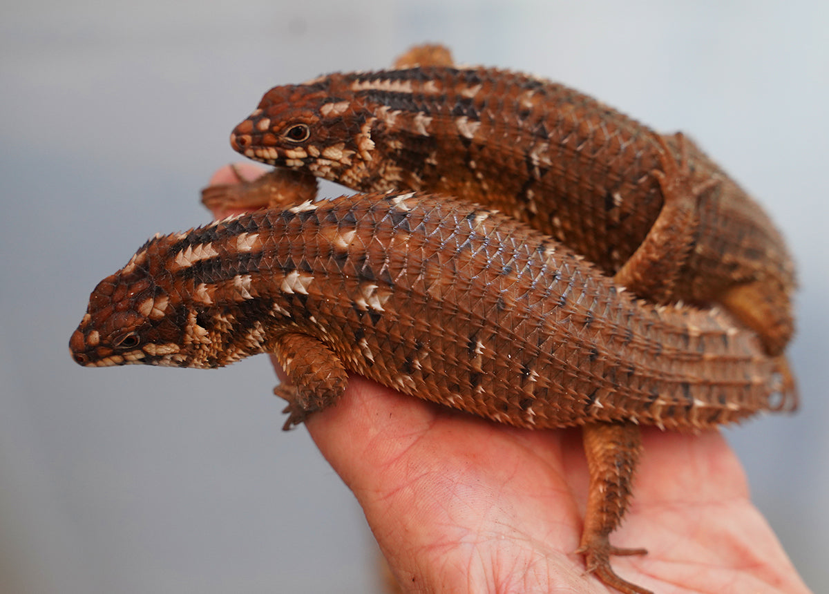 Adult Hosmer's Spiny-tailed Skink Egernia Hosmeri "Pair" - Gorgeous Ge ...