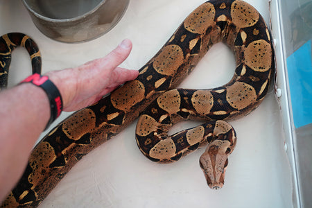 Current animals on sale now! – New England Reptile - NERD