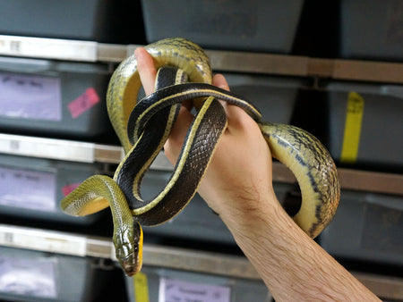 Rat Snakes For Sale - CBB Rat Snakes Available! – New England Reptile ...