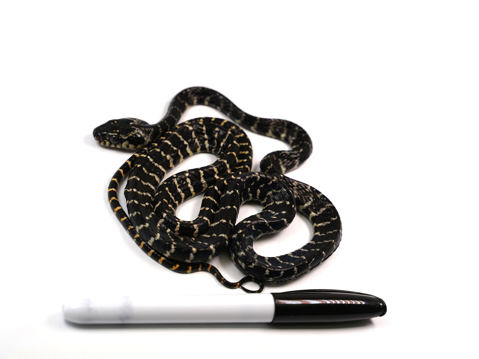 Black And White Mangrove Snake