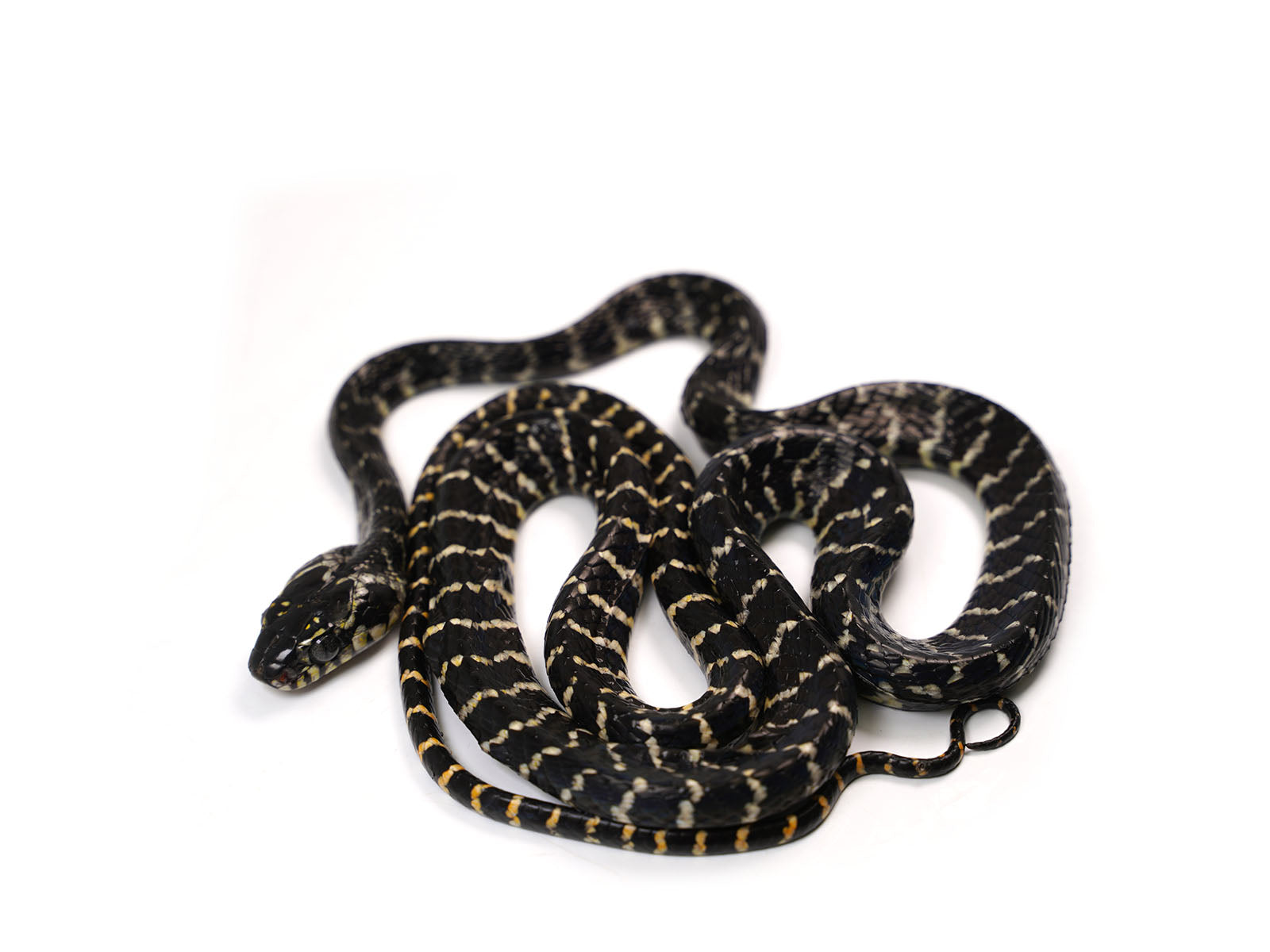 Black And White Mangrove Snake