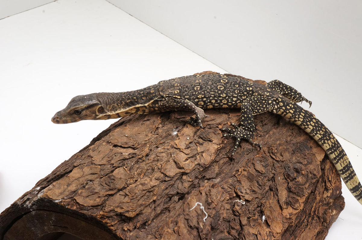 Normal Asian Water Monitor - Representative Photos – New England ...