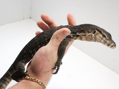 Asian Water Monitor Lizard – New England Reptile - NERD