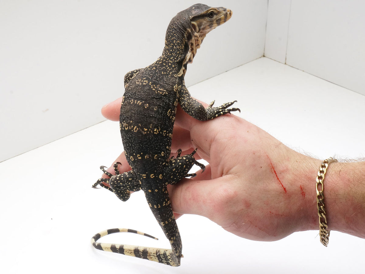 Water Monitor Wild Kratts New Water Monitors Of Asia | New Ideas By