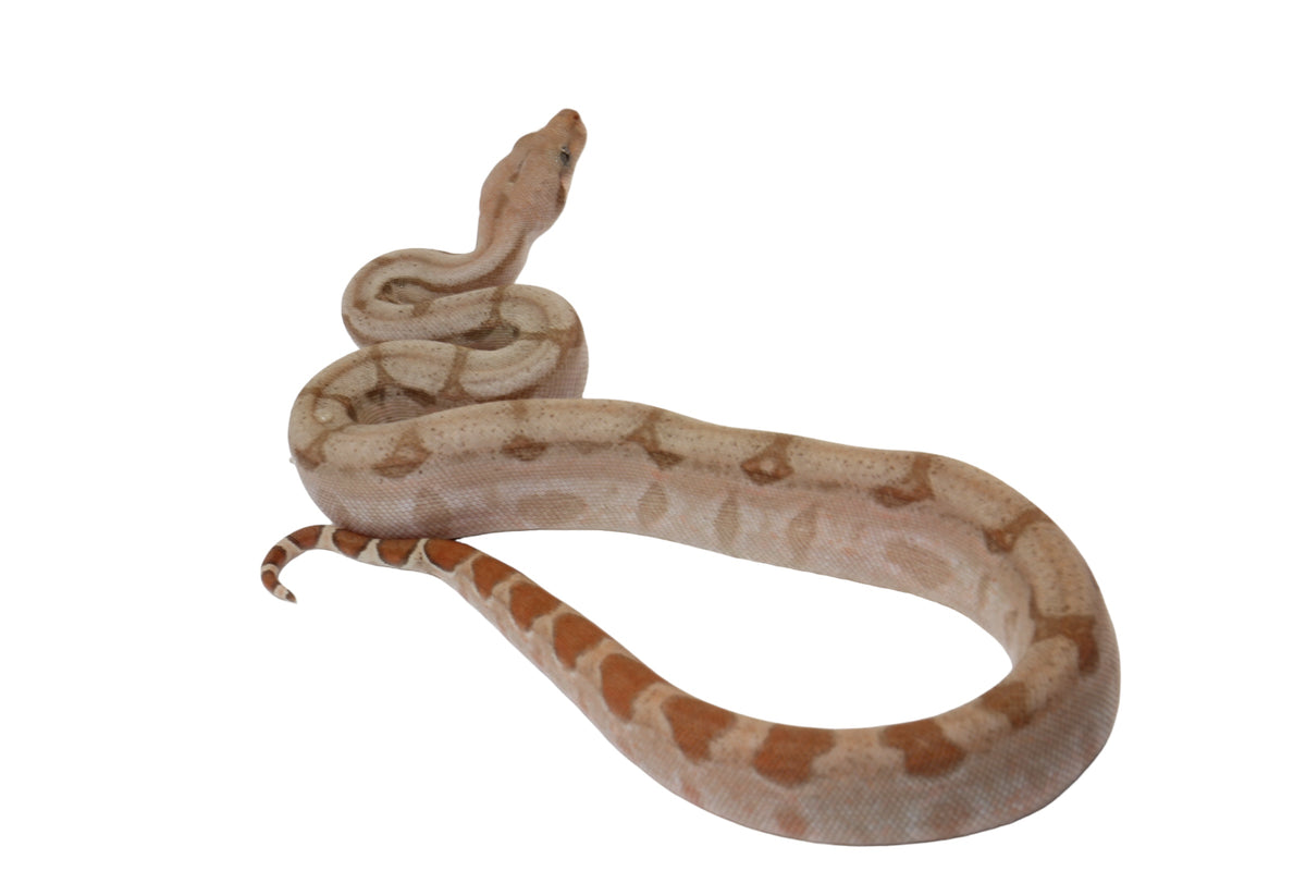 SALE! 2023 Female Fire Central American T+ Boa Constrictor – New ...