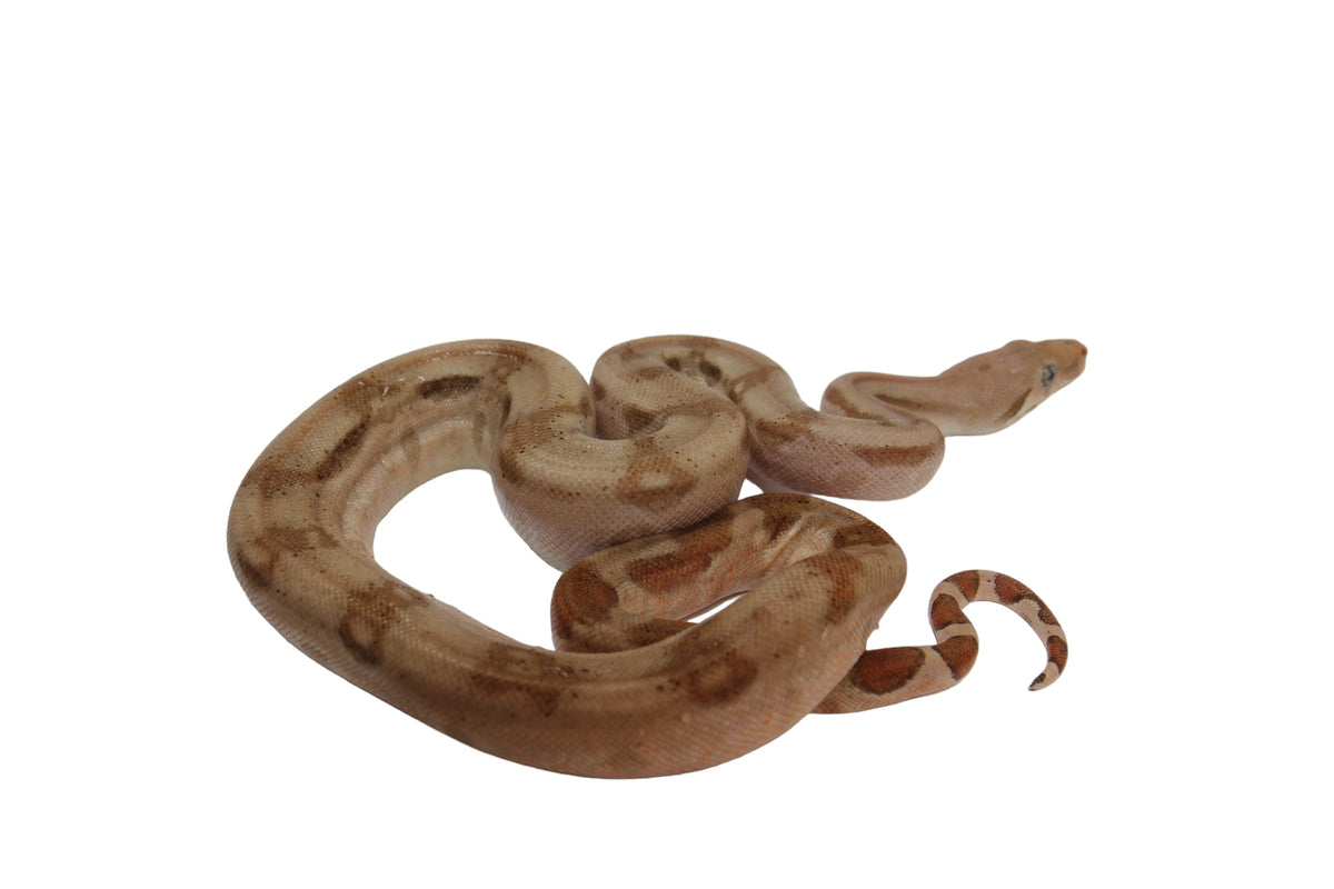 SALE! 2023 Female Fire Central American T+ Boa Constrictor – New ...