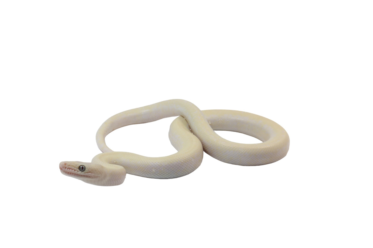 2023 CBB Male Leucistic Columbian Rainbow Boa. – New England Reptile - NERD