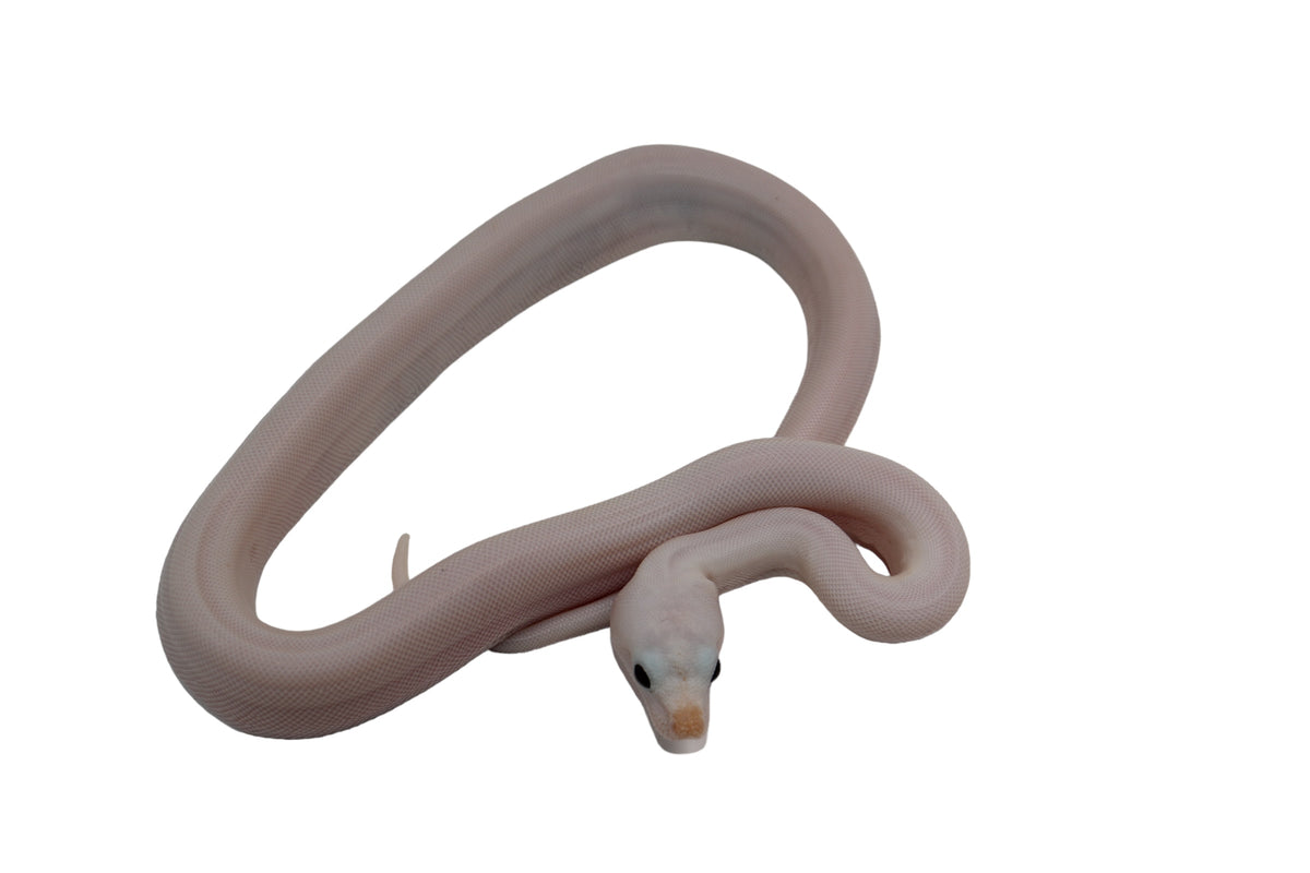 SALE! 2023 Male Super Fire Boa Constrictor – New England Reptile - NERD