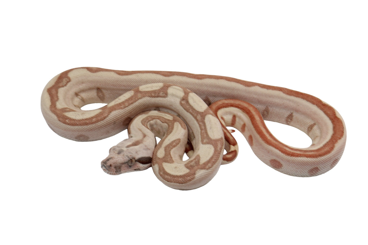2023 Female Jungle Labyrinth 66% Het Khal Albino 50% Het Anerythristic ...