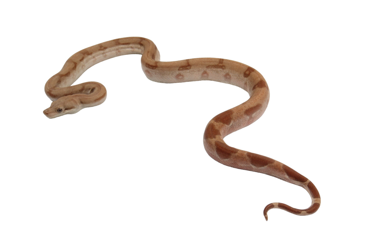 2022 Female Burke T+ Hypo Fire Boa Constrictor – New England Reptile - NERD