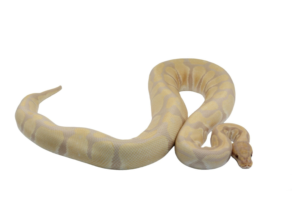 2019 Female Candino Ball Python – New England Reptile - NERD