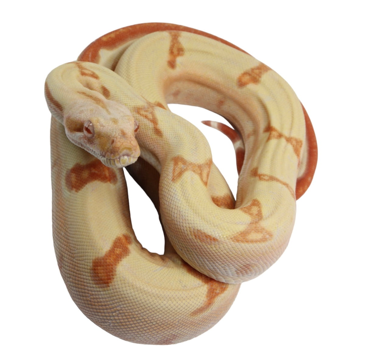 2021 Female Possible Super Sunglow IMG Jungle Lipstick Line Boa Constr ...