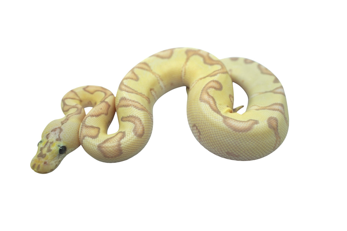 Male Super Enchi Clown EMG Fader Ball Python – New England Reptile - NERD