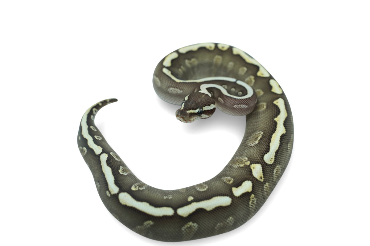 Female Mojave GHI Red Stripe Odium Het Clown Ball Python – New England ...