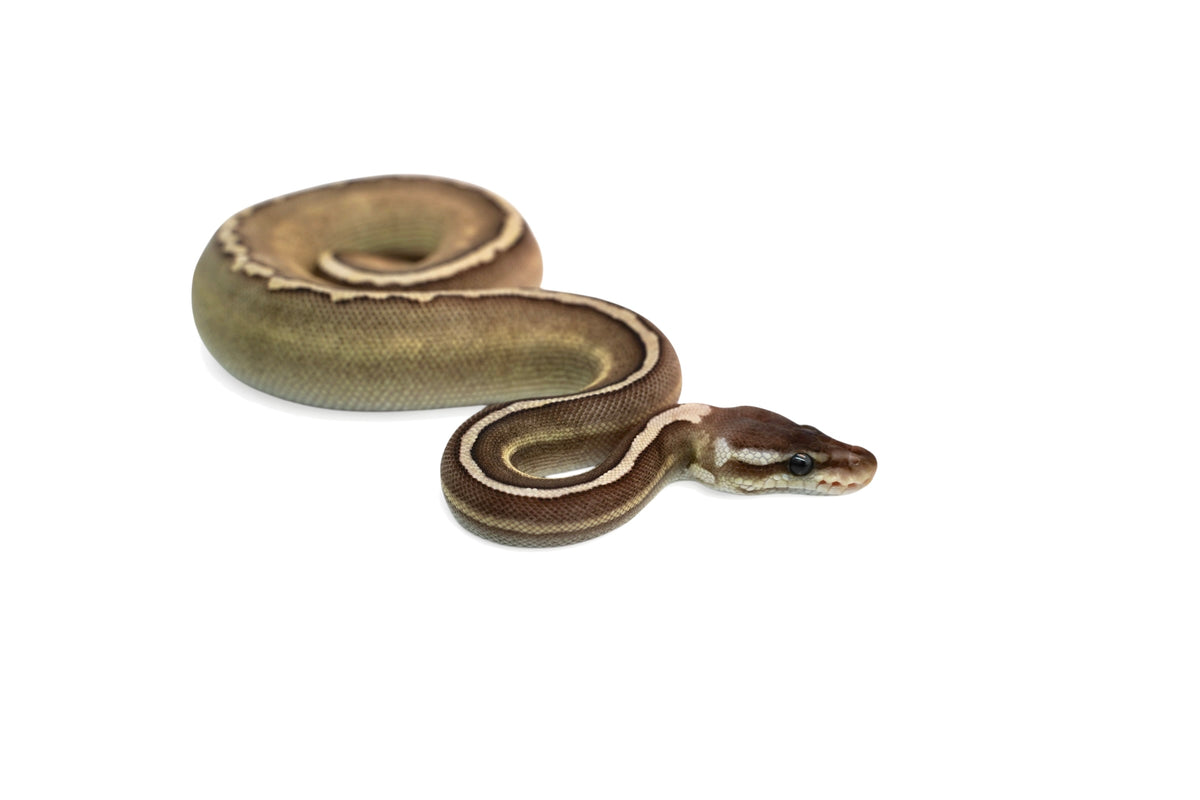 Female Super GHI Lesser Redstripe Odium Ball Python – New England ...