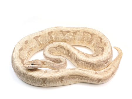 Ball Pythons and Morphs For Sale – New England Reptile - NERD