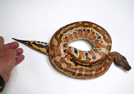 $500 and Under Snakes & More from NERD – New England Reptile - NERD