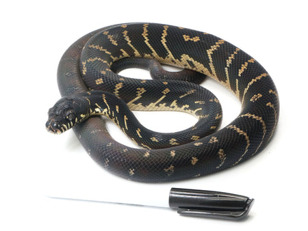 More Pythons For Sale - Carpet, Green Tree, Burmese, Boelen's Pythons ...