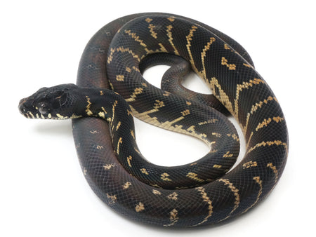 More Pythons For Sale - Carpet, Green Tree, Burmese, Boelen's Pythons ...