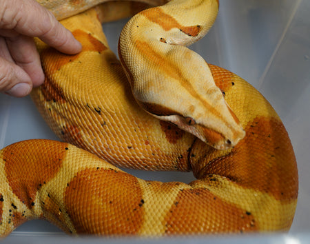 Boas For Sale | Shop NERD Boas and Boa Morphs – New England Reptile - NERD