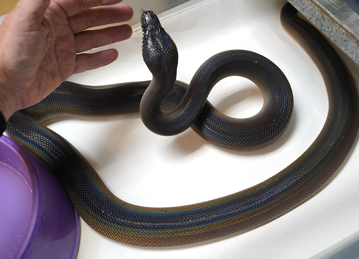 Female Adult Southern Black White Lipped Python - D'Alberts – New ...