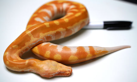 Blood & Short-Tail Pythons For Sale – New England Reptile - NERD