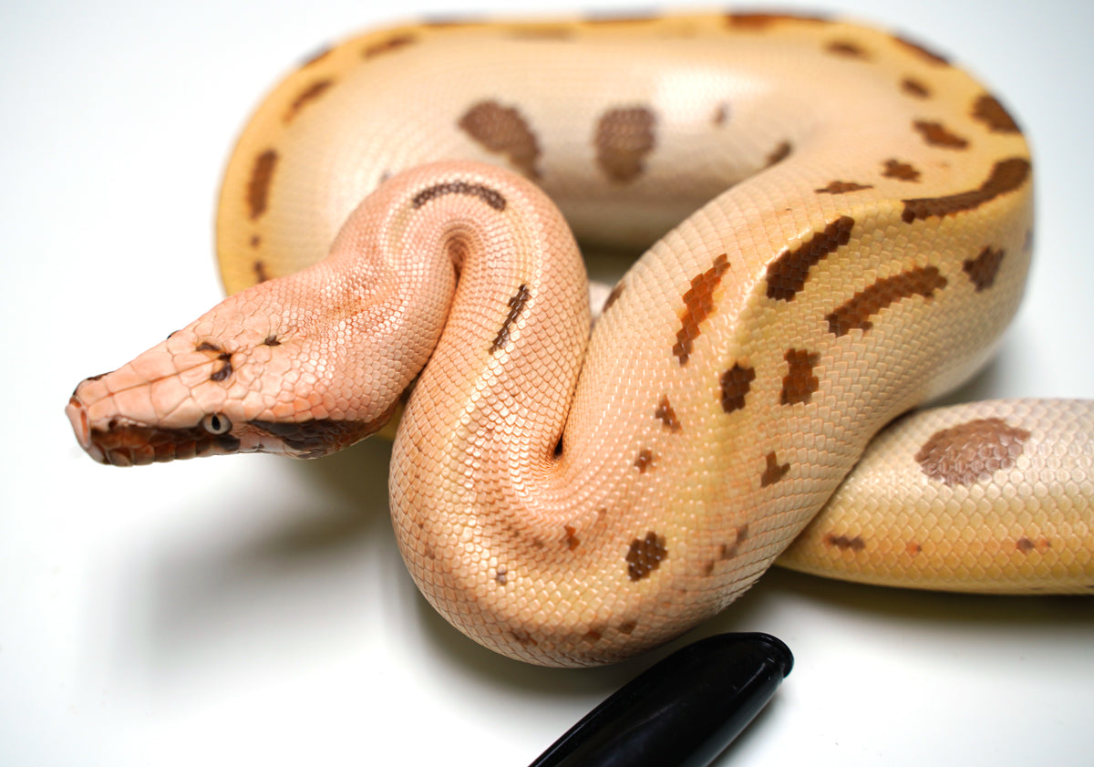 Female Golden Eye Matrix TPositive Albino Blood Python – New England ...