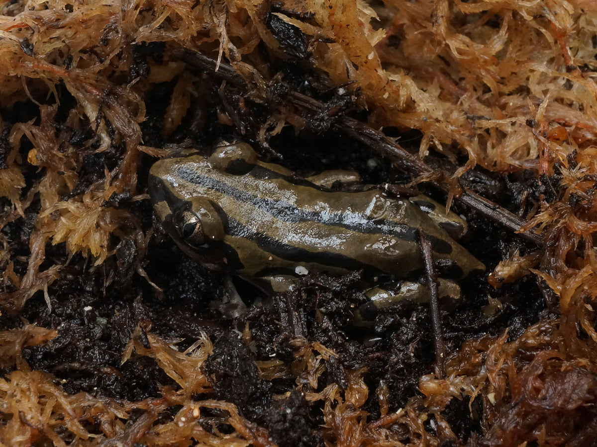 Unsexed 2023 Green And Black Walking Frog (Representative Photos) – New ...