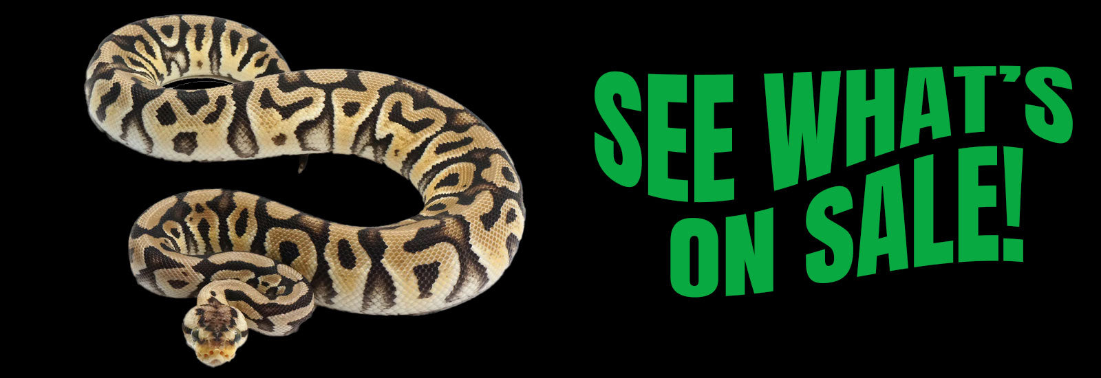 Ball Pythons, Boas, Colubrids, Monitors, Lizards & Other Reptiles NERD ...