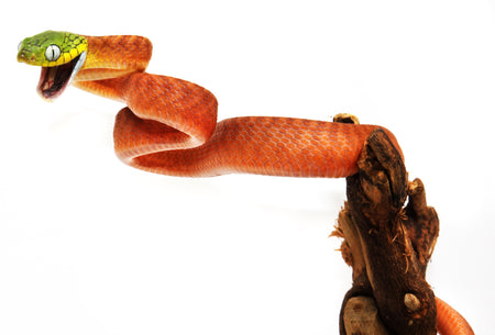 All Colubrids – New England Reptile - NERD