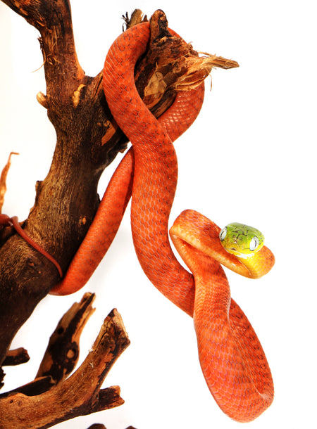 All Colubrids – New England Reptile - NERD