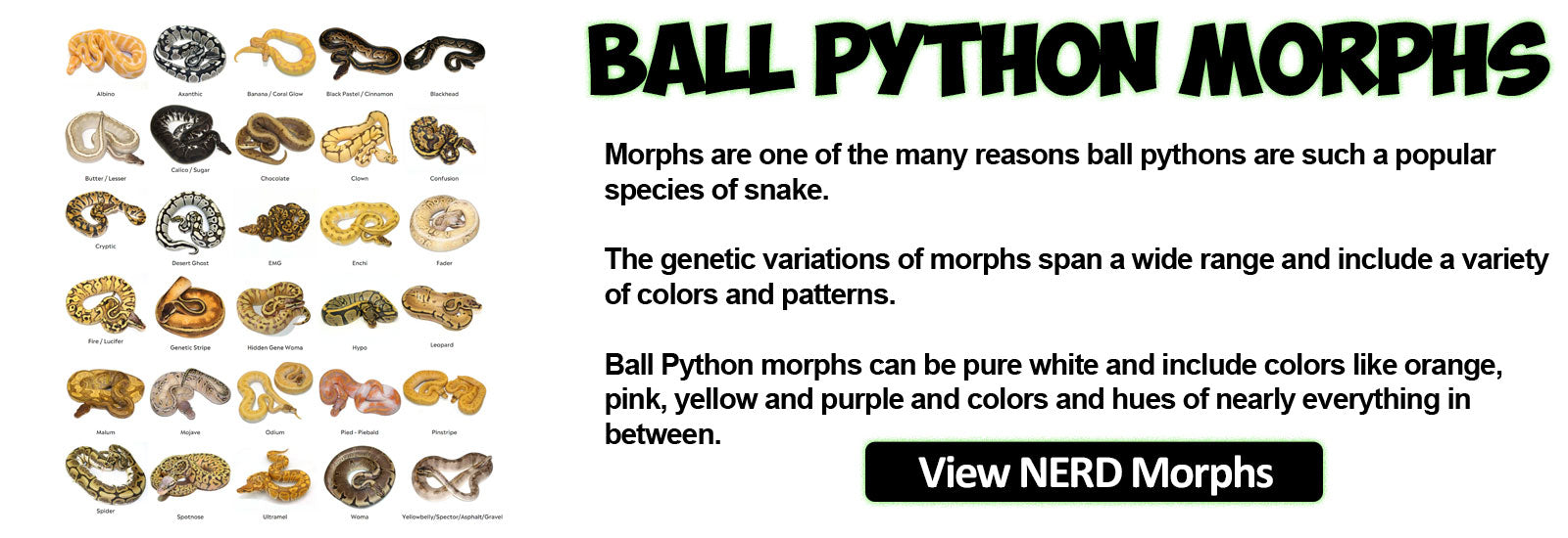 Ball Pythons, Boas, Colubrids, Monitors, Lizards & Other Reptiles NERD ...
