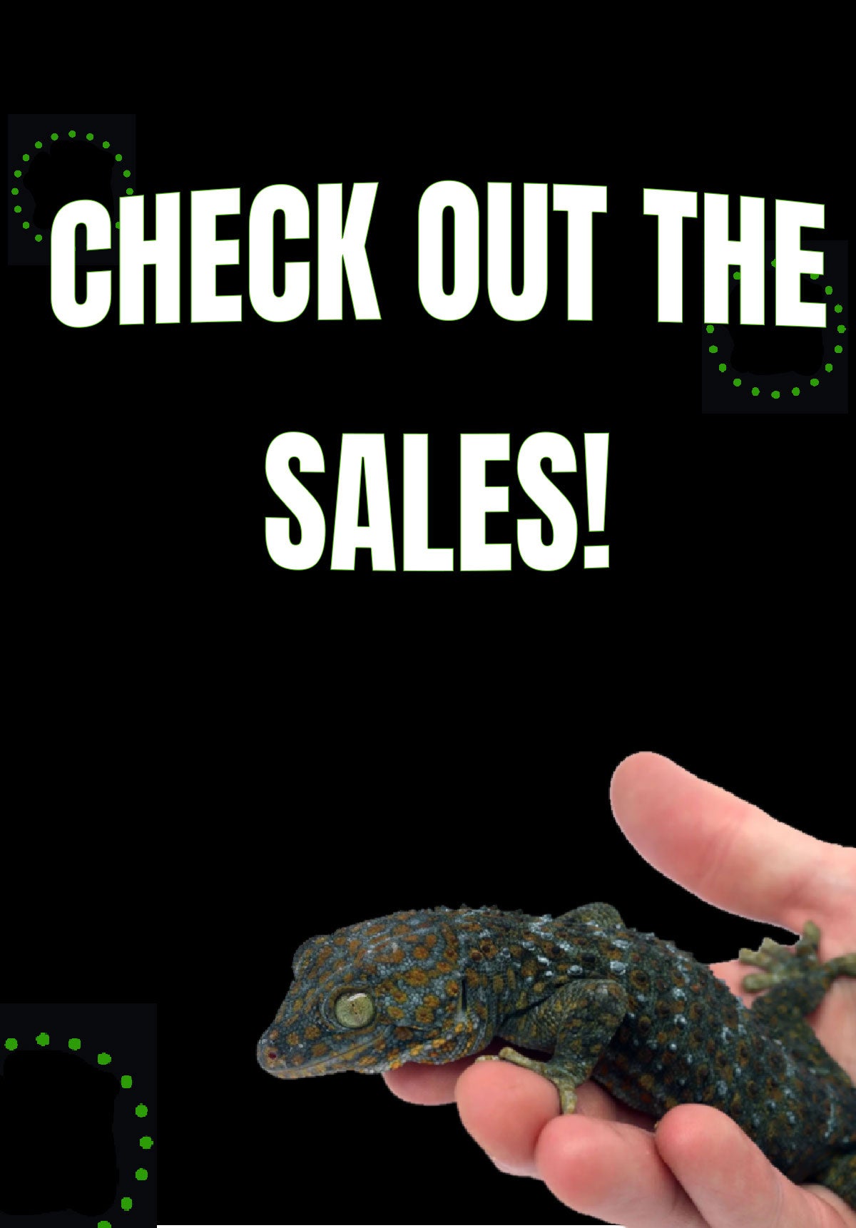 Ball Pythons, Boas, Colubrids, Monitors, Lizards & Other Reptiles NERD ...