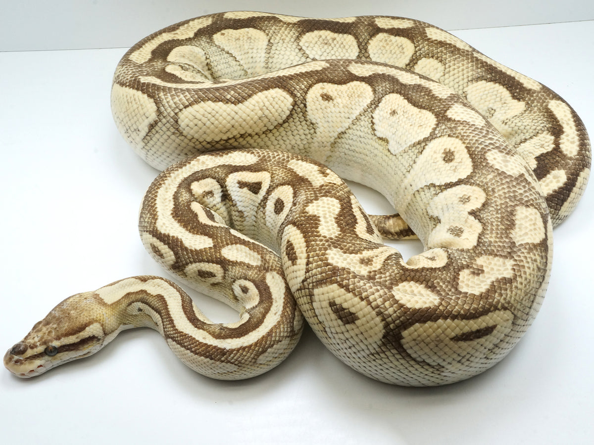 2018 Breeder Female Pastel Yellowbelly Lesser Ball Python – New England ...