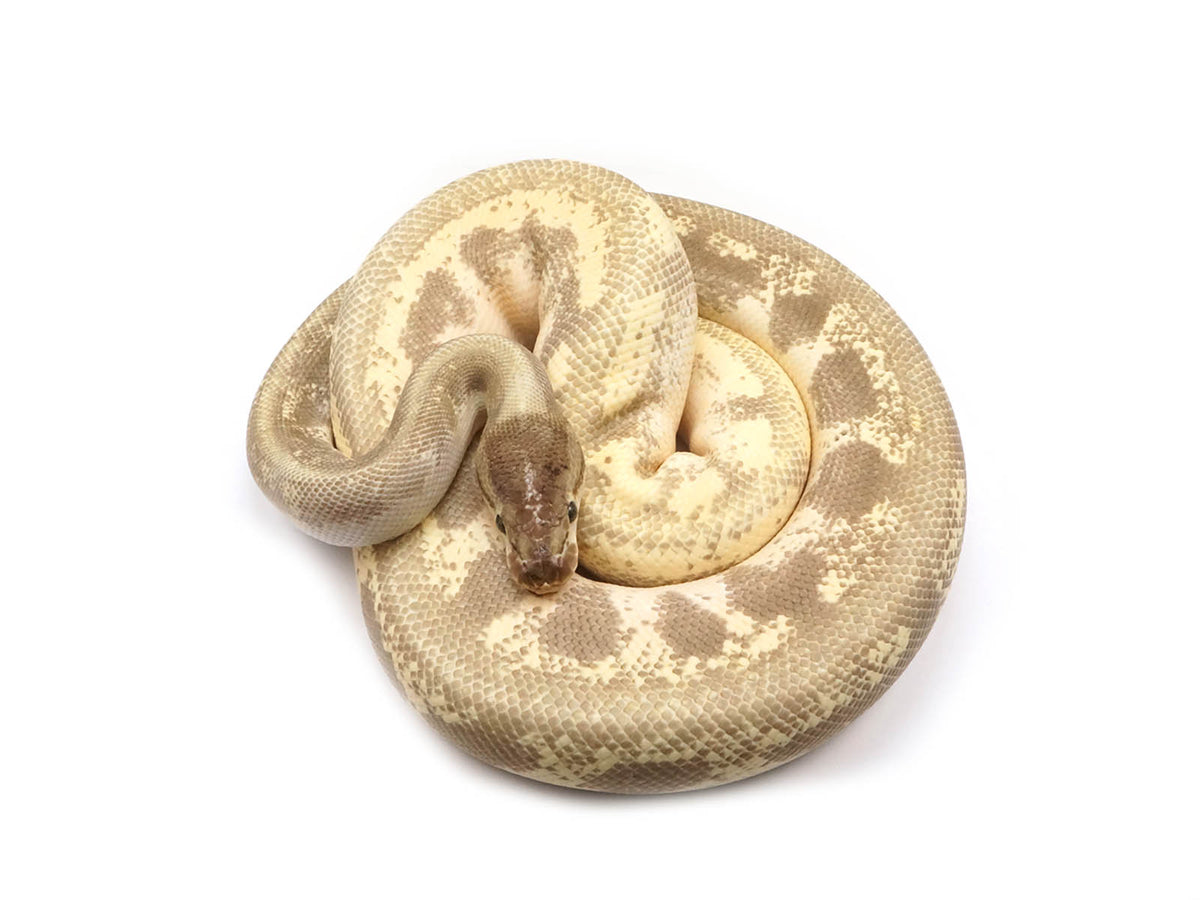 2019 Female Green Hidden Gene Woma Odium Green Ball Python. – New ...