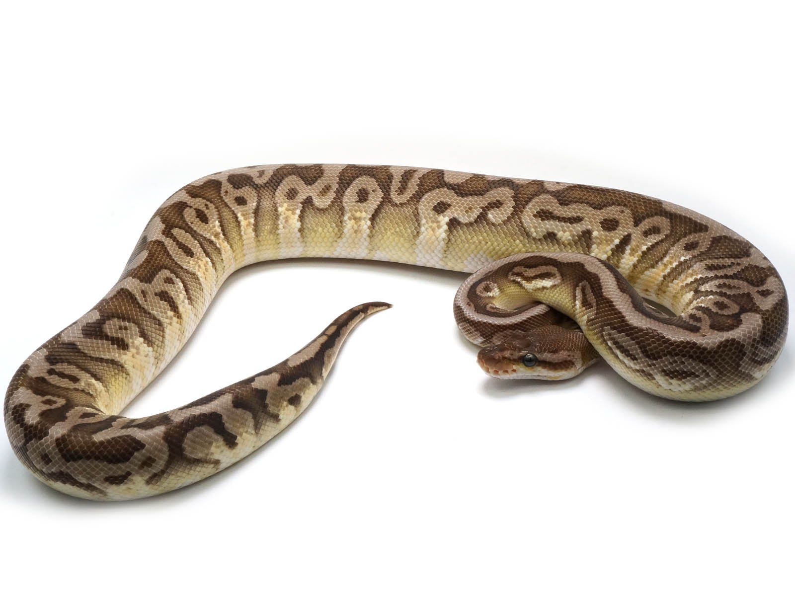 Hidden Gene Woma Ball Python