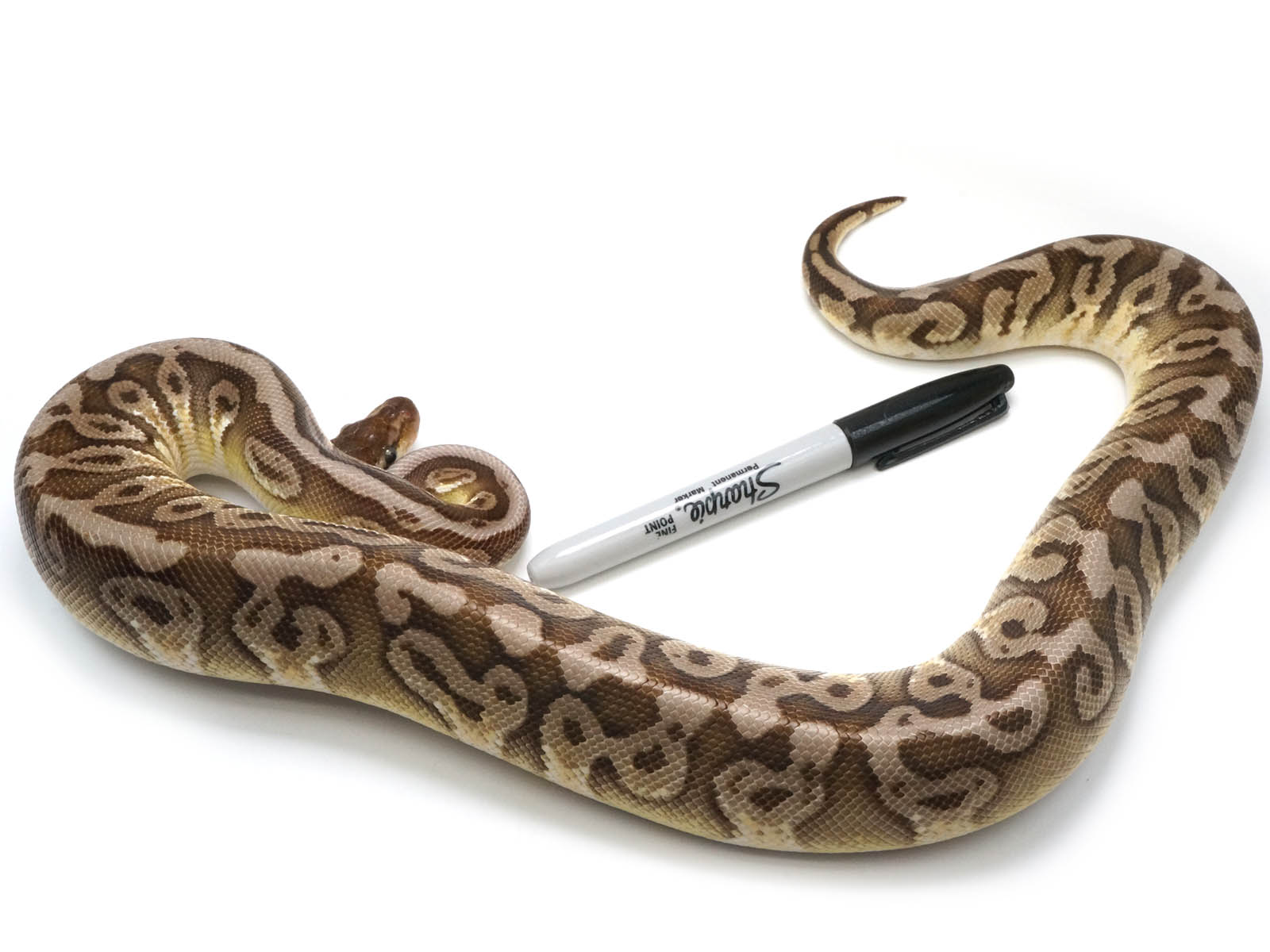 Yellow Belly Ball Python Markers