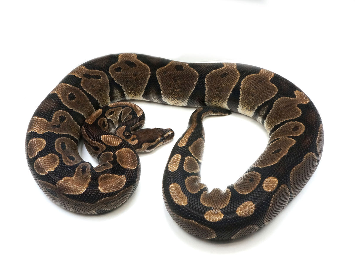 2019 Breeder Female Microscale Ball Python – New England Reptile - NERD