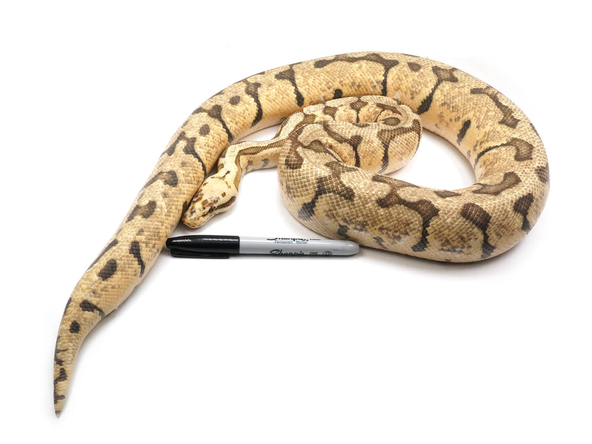 2019 Female Super Pastel Woma Possible Leopard Ball Python – New ...