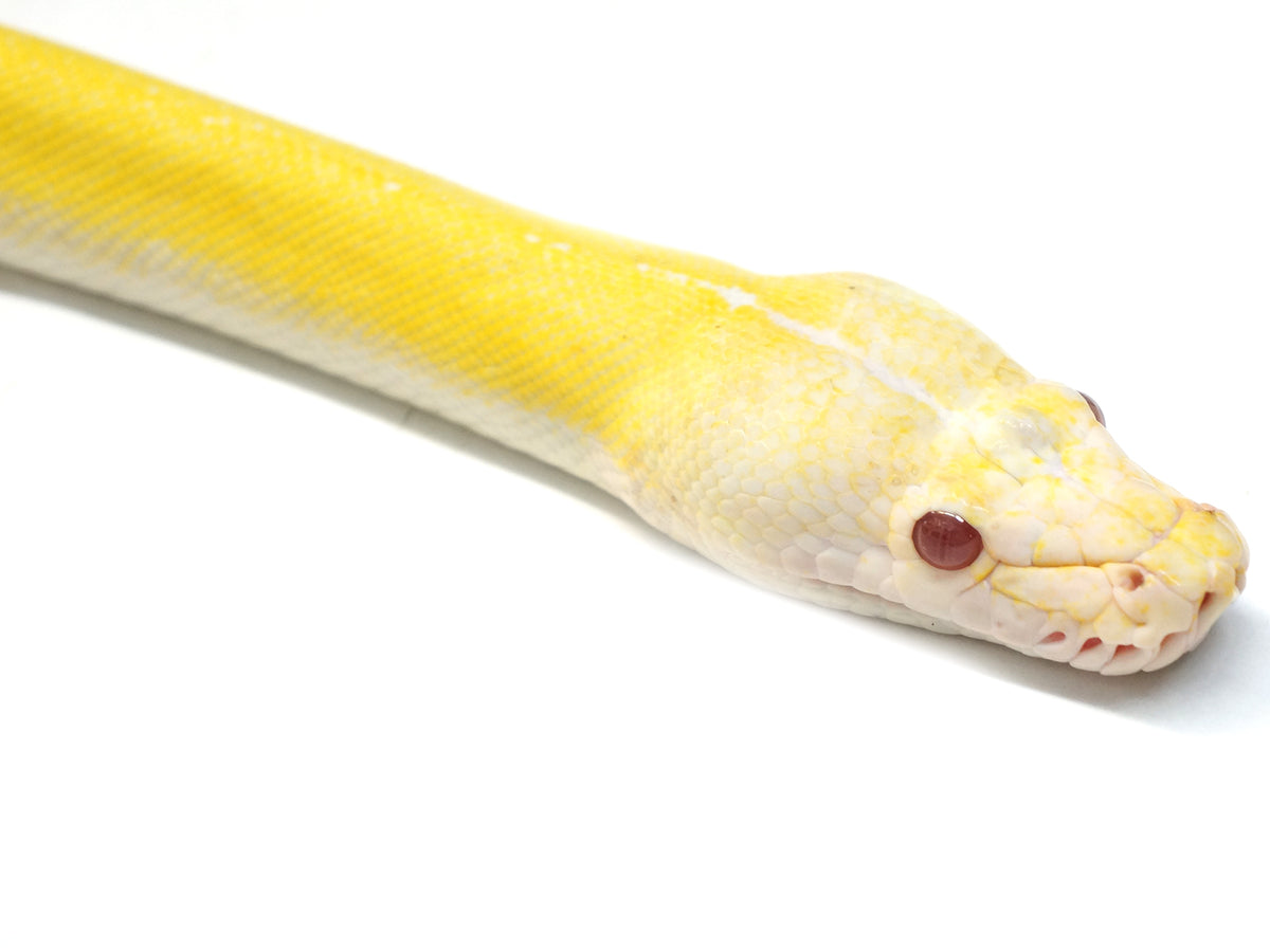 2019 Male Albino Platinum Golden Child Granite Back Reticulated Python ...